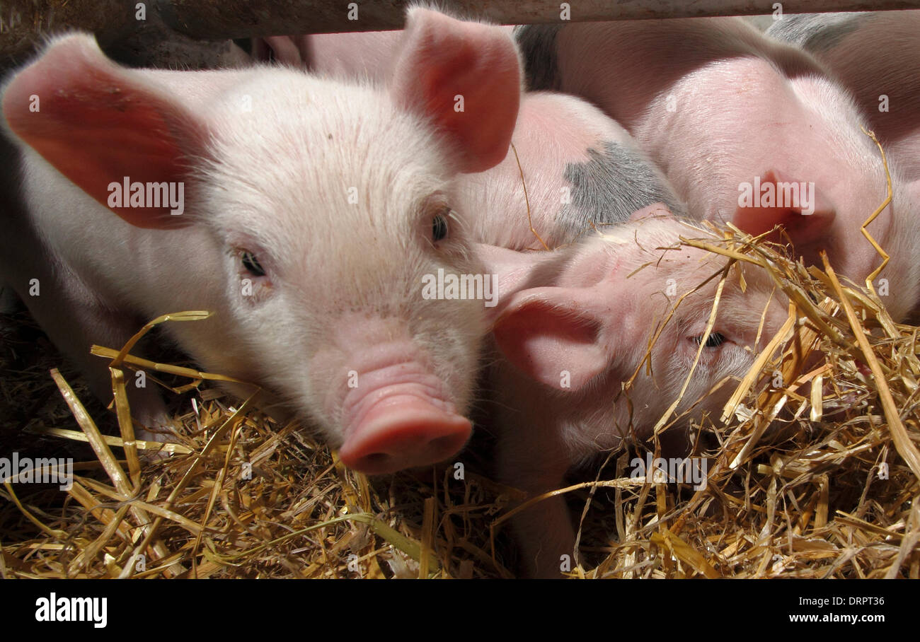 Piglets in a cosy pen at Cannon Hall Farm, South Yorkshire, UK Stock ...