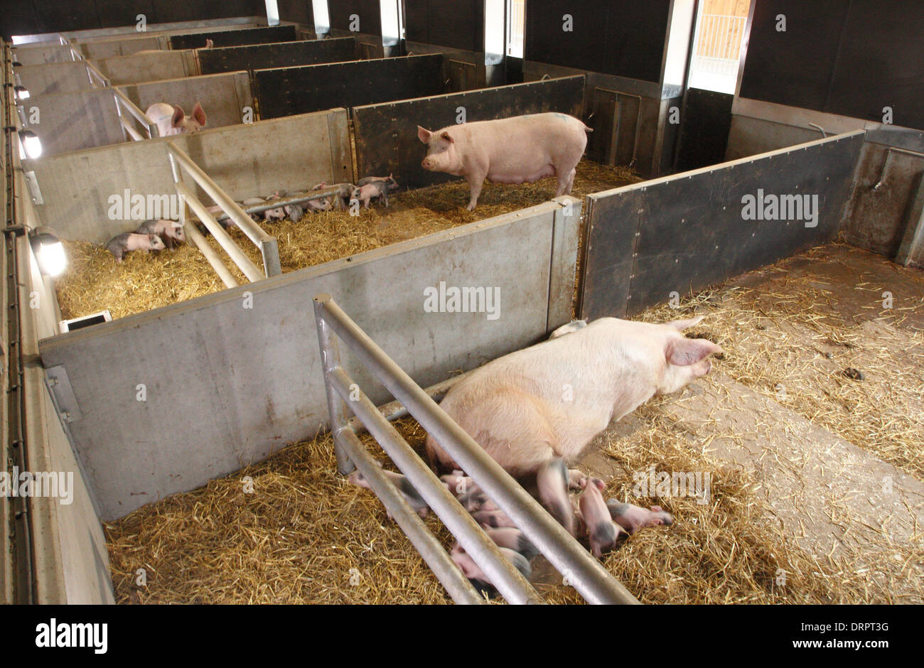 Piglets in a cosy pen at Cannon Hall Farm, South Yorkshire, UK Stock ...