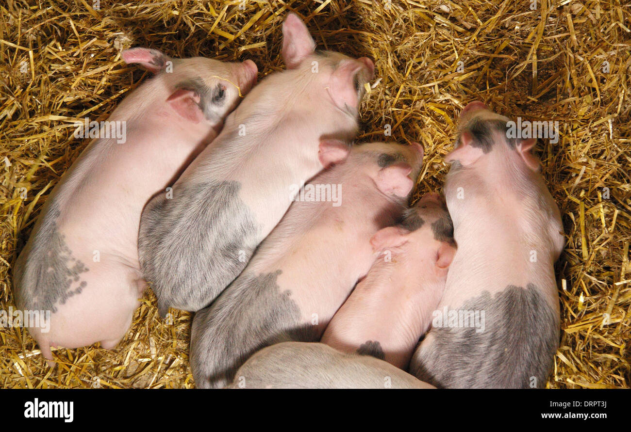 Piglets in a cosy pen at Cannon Hall Farm, South Yorkshire, UK Stock ...
