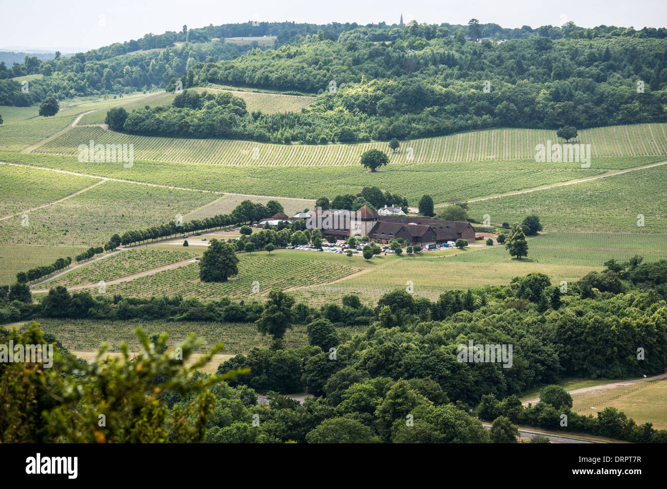 Denbies wine estate hi-res stock photography and images - Alamy
