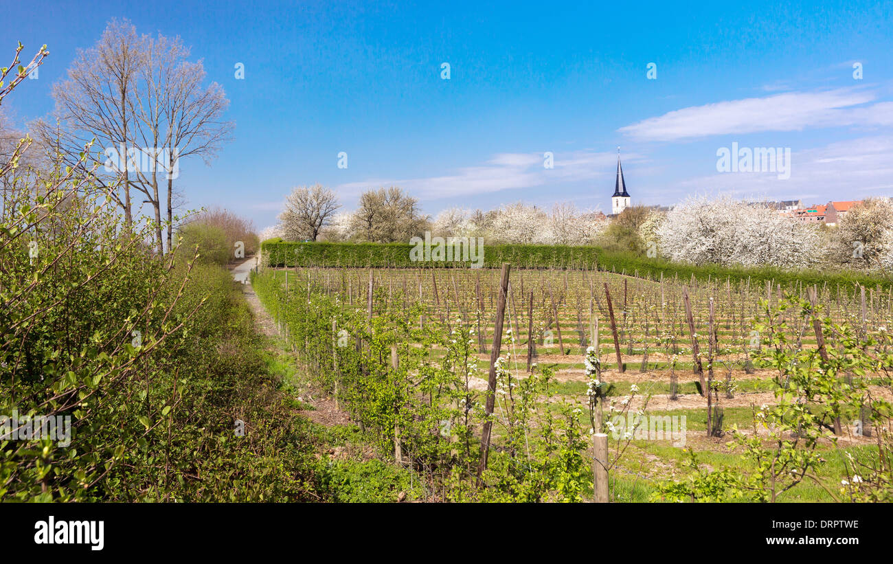View on a young pear tree orchard in the famous fruit region in ...