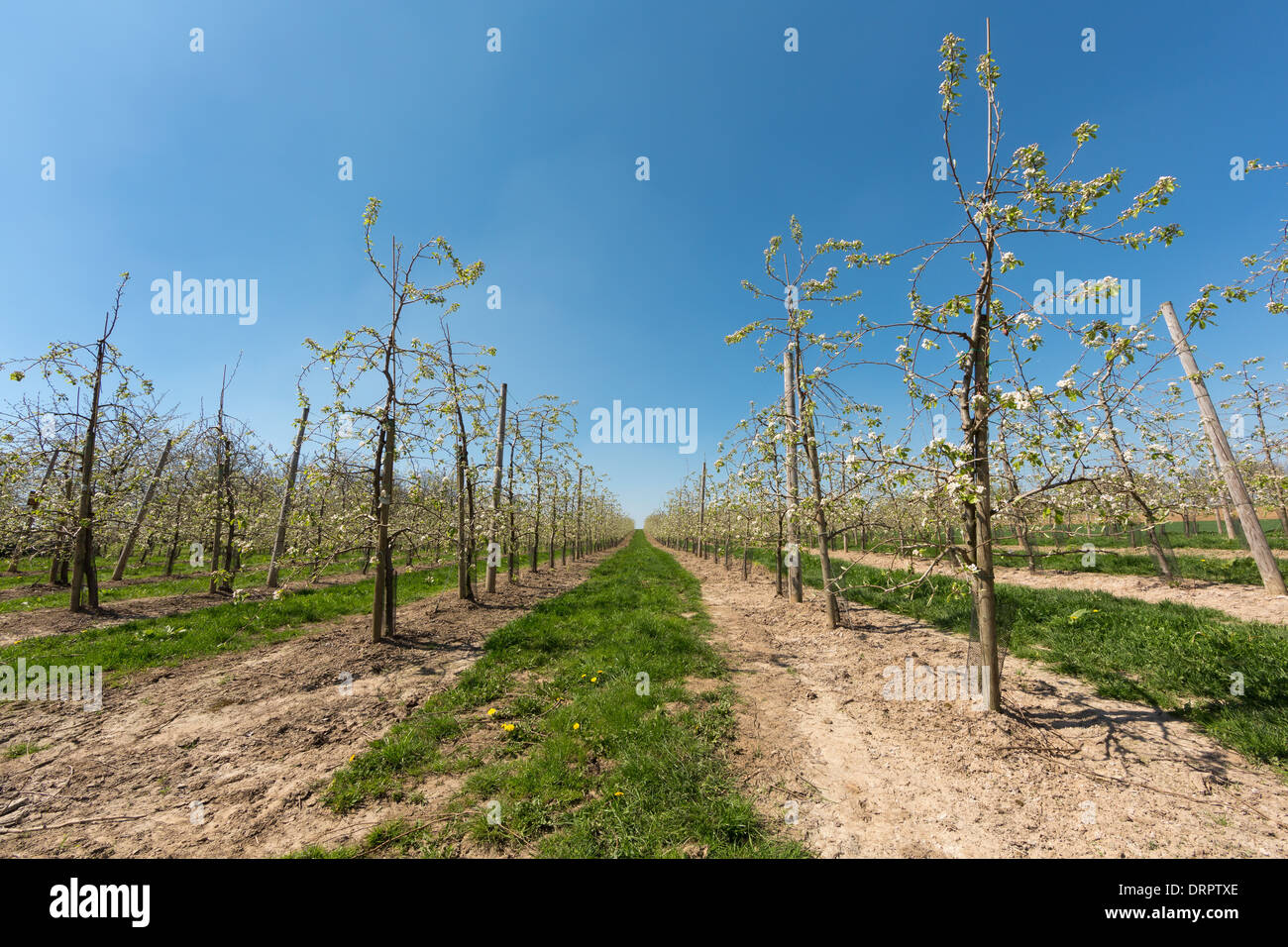 Endless rows of young pear trees in full bloom in the famous Flemish ...