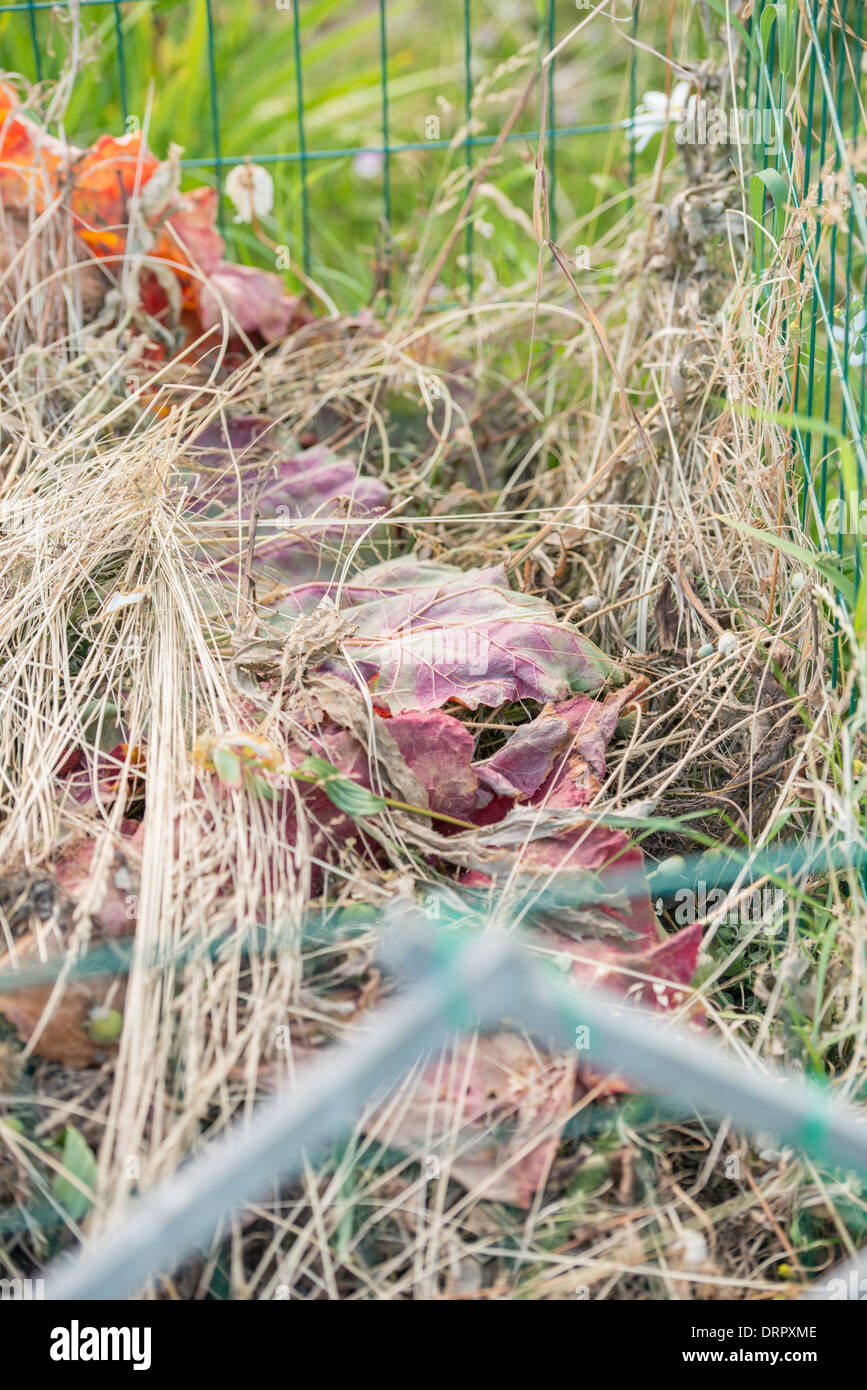 Close up of compost bin in garden filled with plant waste Stock Photo ...