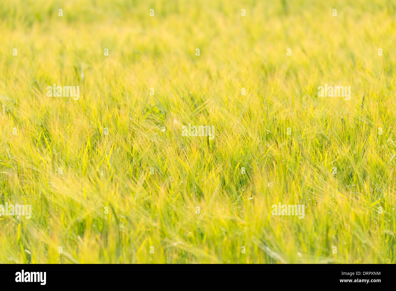 Barley field crop harvest hi-res stock photography and images - Alamy