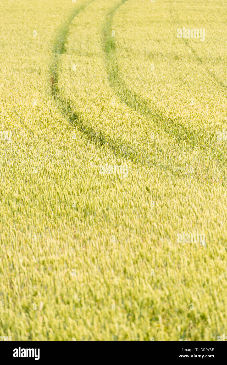 Farmland with wheat field, Sweden Stock Photo - Alamy