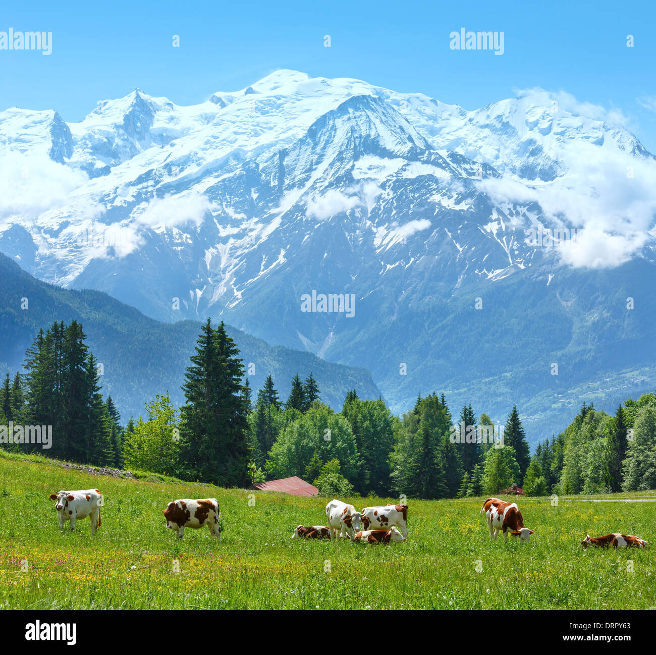 Herd cows on blossoming glade and Mont Blanc mountain massif (Chamonix ...