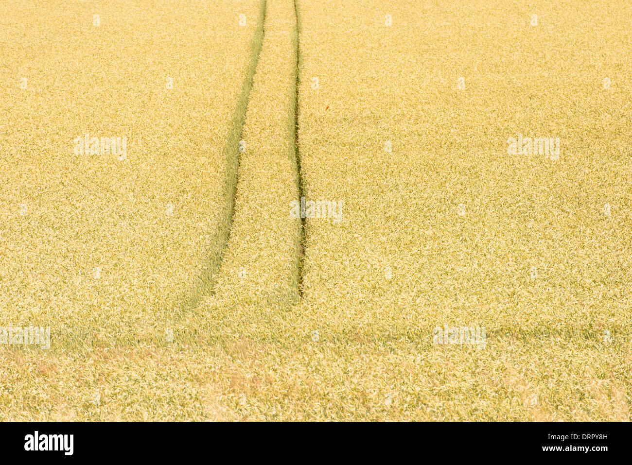 Yellow crop field with tracks in rural area, Sweden Stock Photo - Alamy