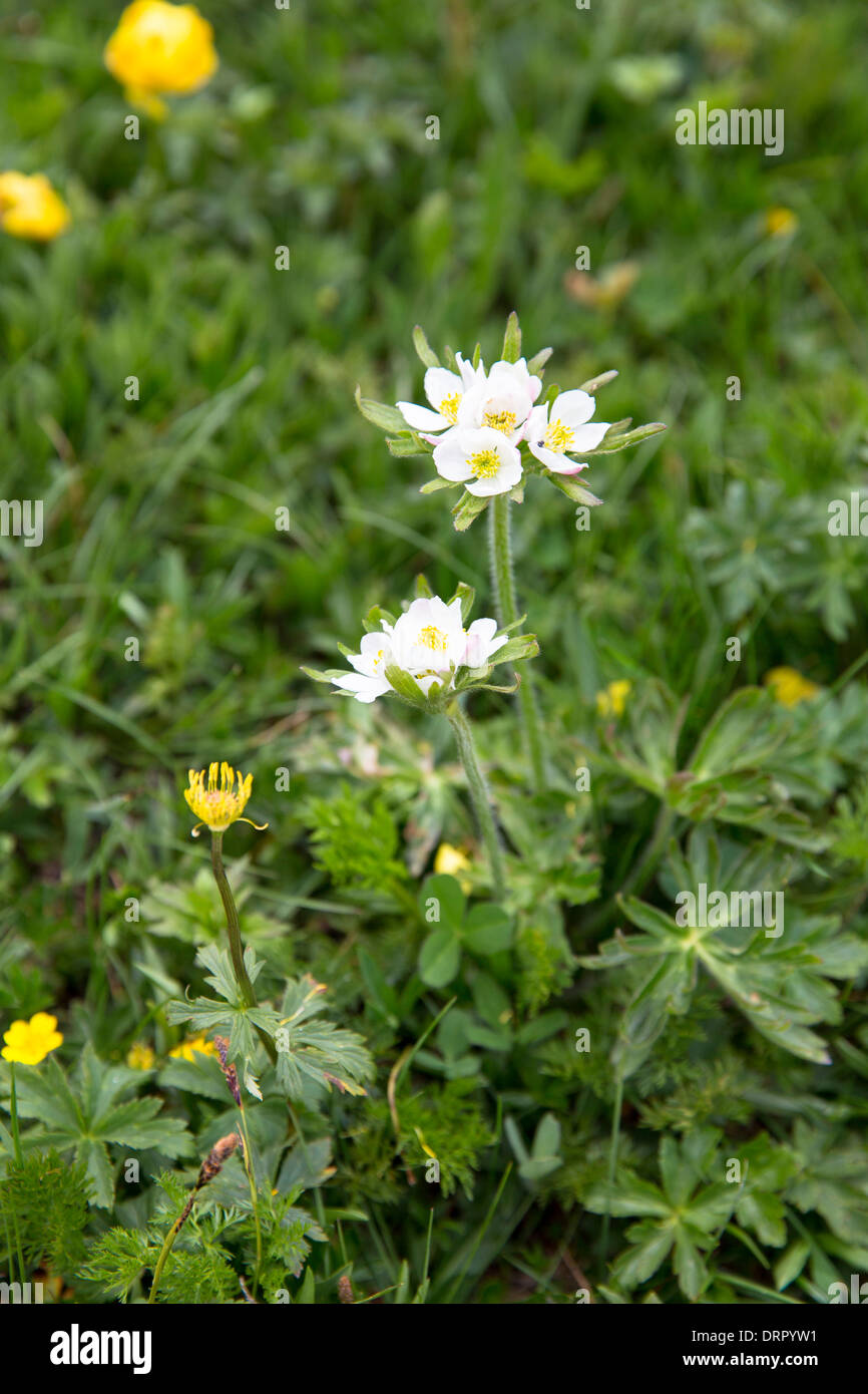 Alpine wildflowers below the Swiss Alps, Switzerland Stock Photo - Alamy