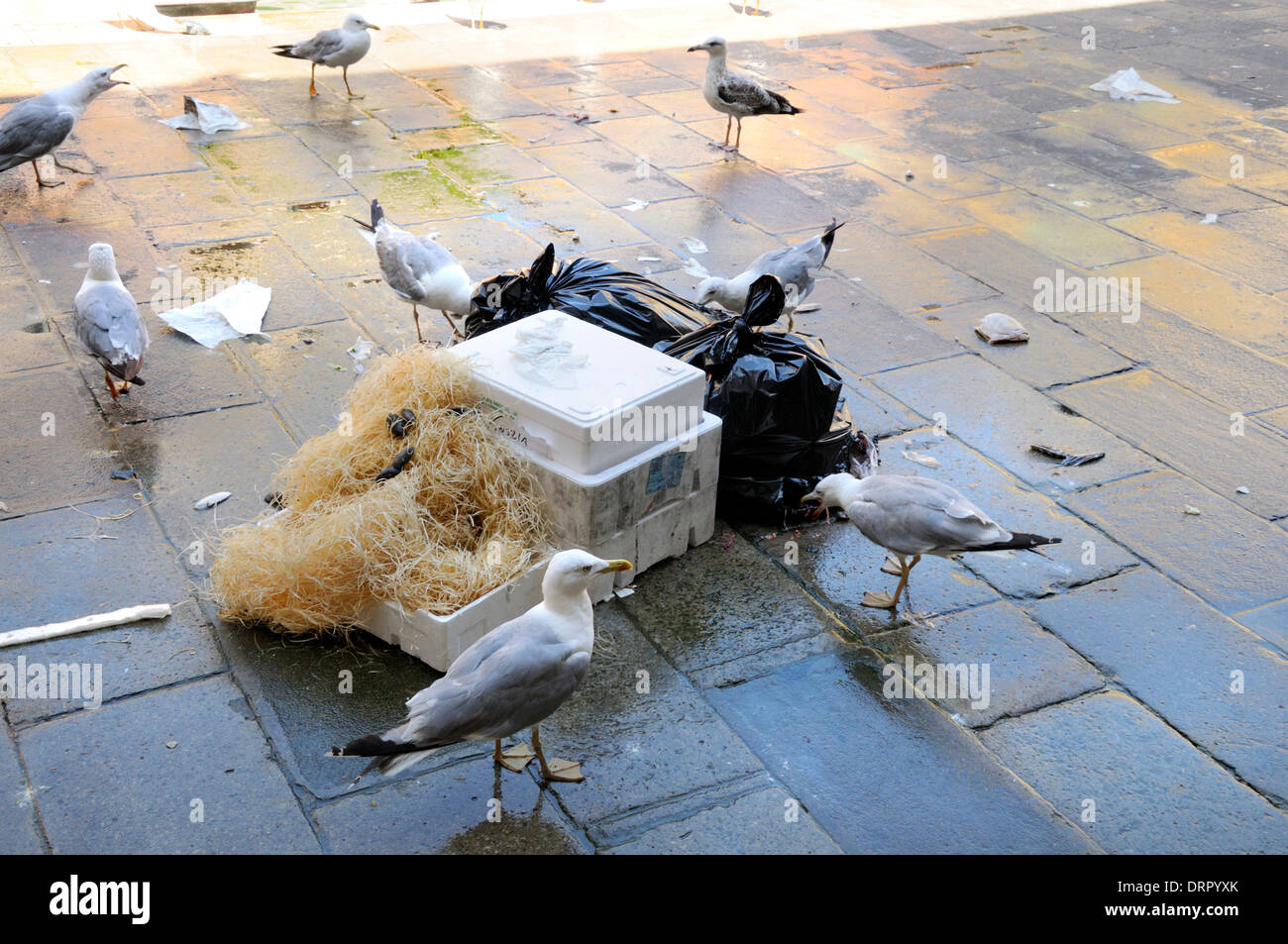 Birds eating garbage hi-res stock photography and images - Alamy