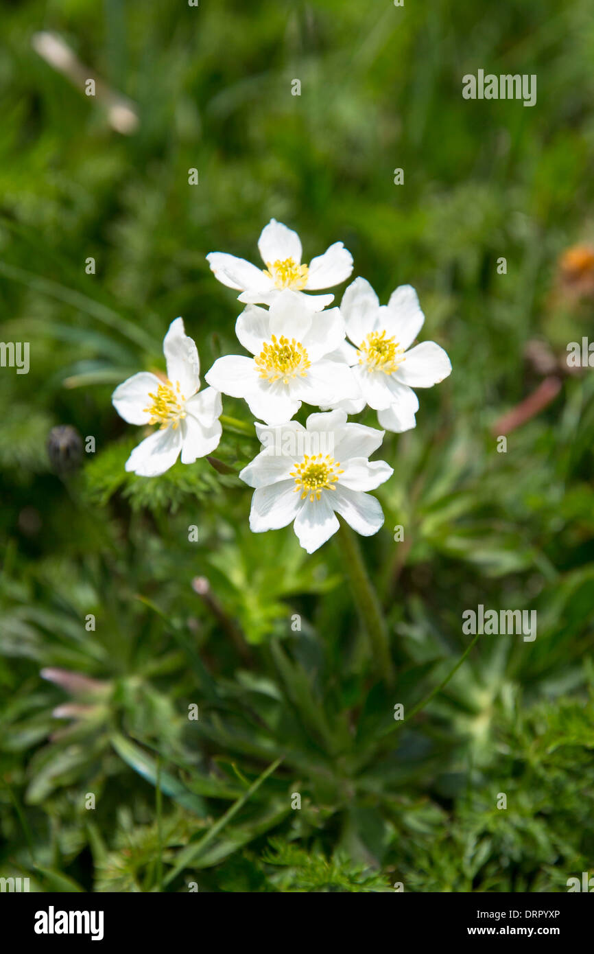 Alpine wildflowers, Mountain Avens, Dryas octopetala in bloom below the ...