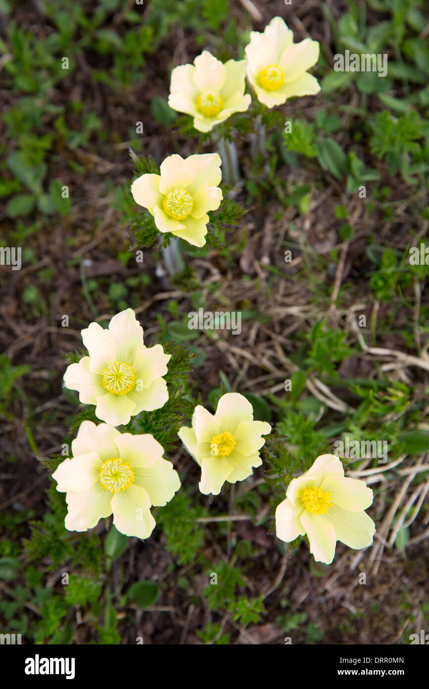 Alpine wildflowers of Ranunculus type in meadow below the Swiss Alps ...