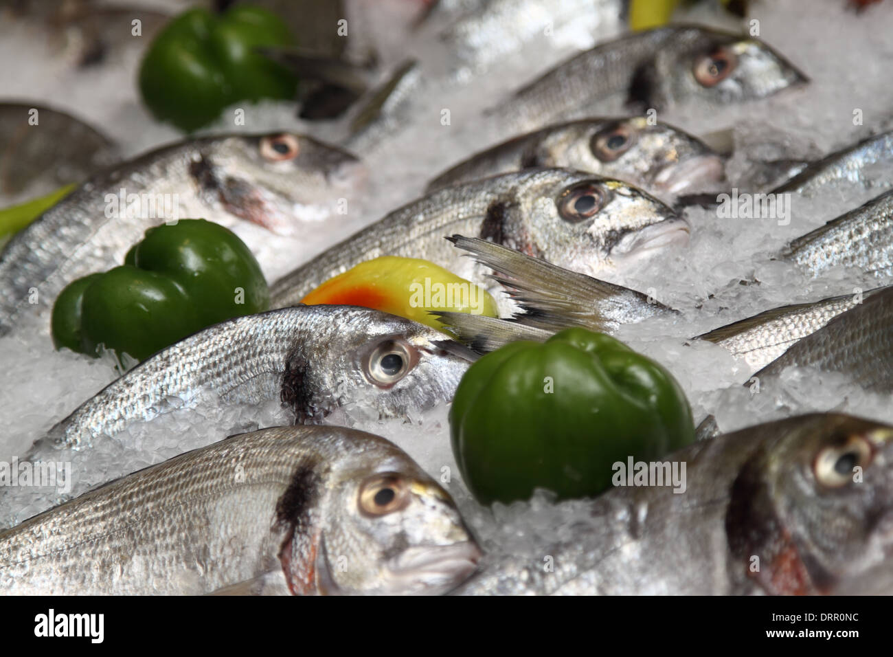 Japan sea bass fishing hi-res stock photography and images - Alamy