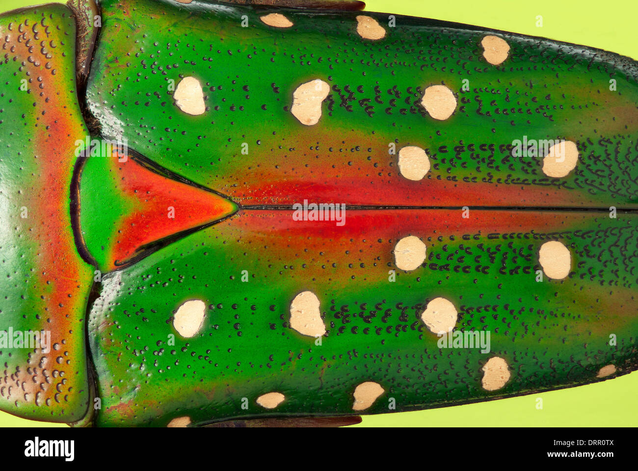 Staphanorrhina guttata guttata; dorsal view Stock Photo - Alamy