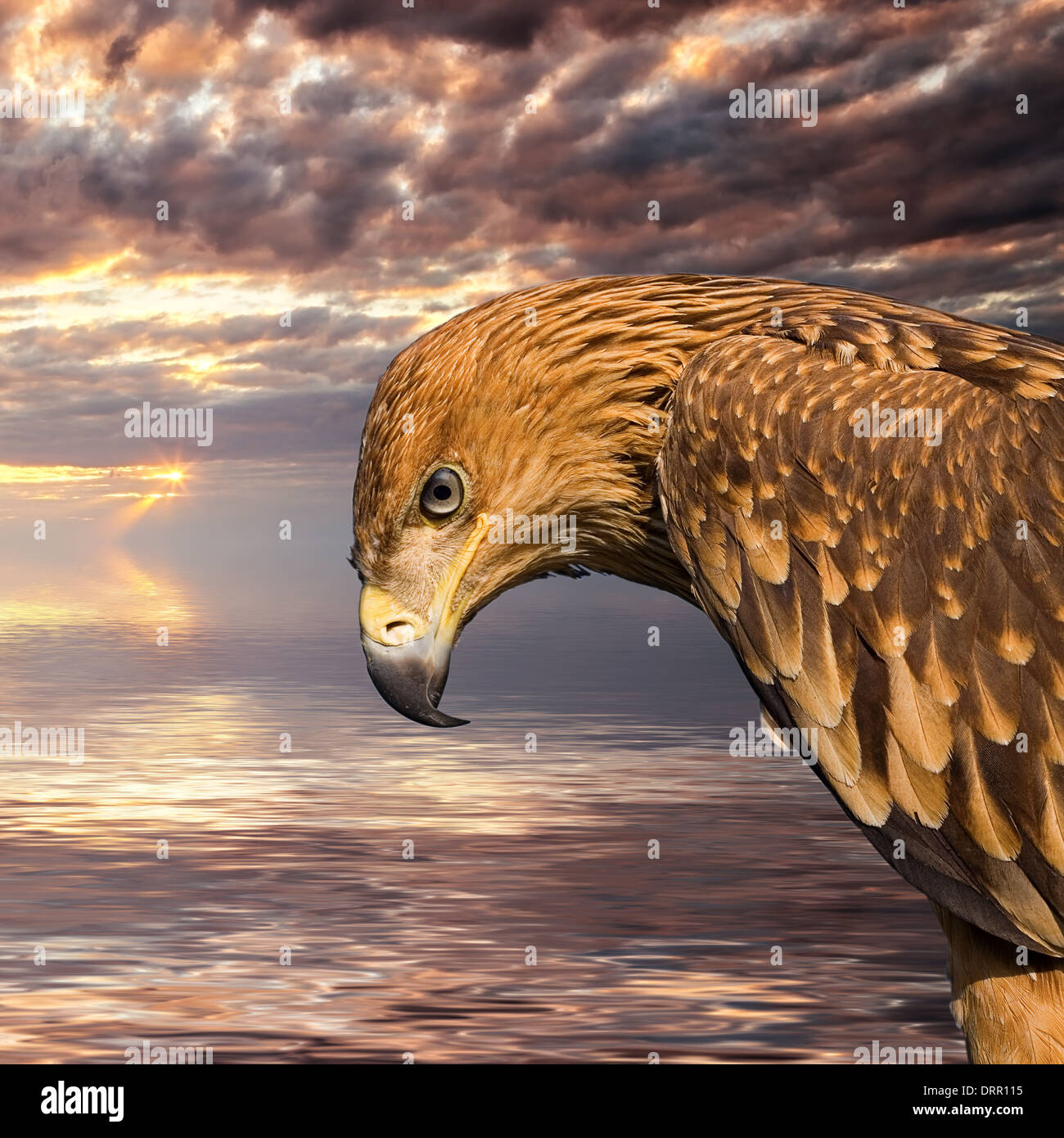 Hawk up close hi-res stock photography and images - Alamy