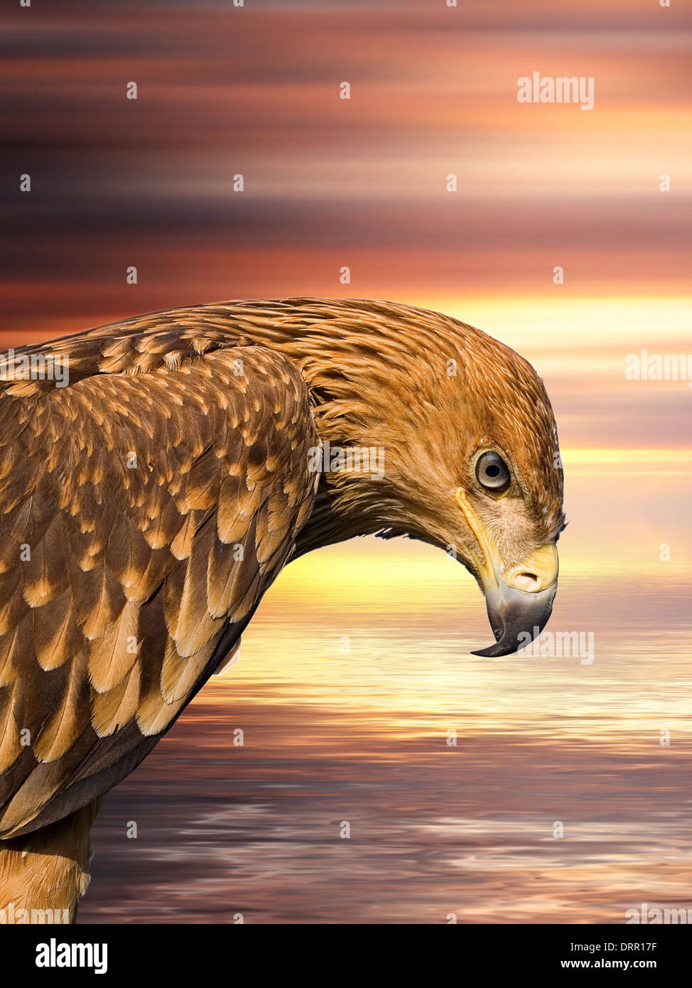 Water hawk hi-res stock photography and images - Alamy