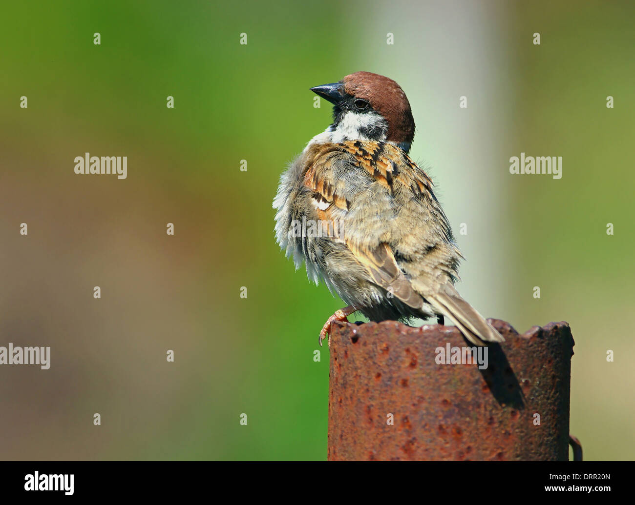 Bird pipe hi-res stock photography and images - Alamy