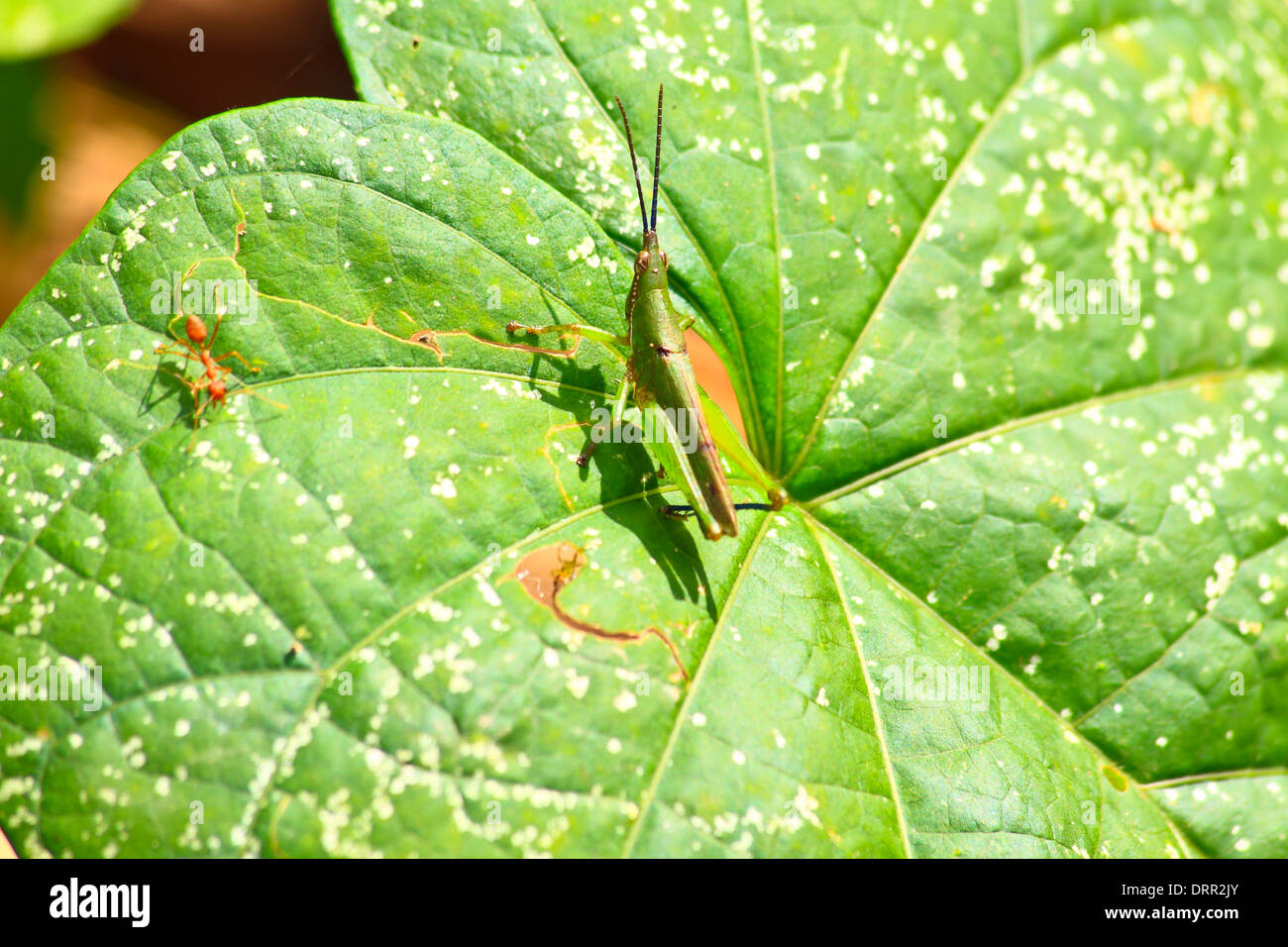 Insect on leaf, beautiful wildlife in nature Stock Photo - Alamy