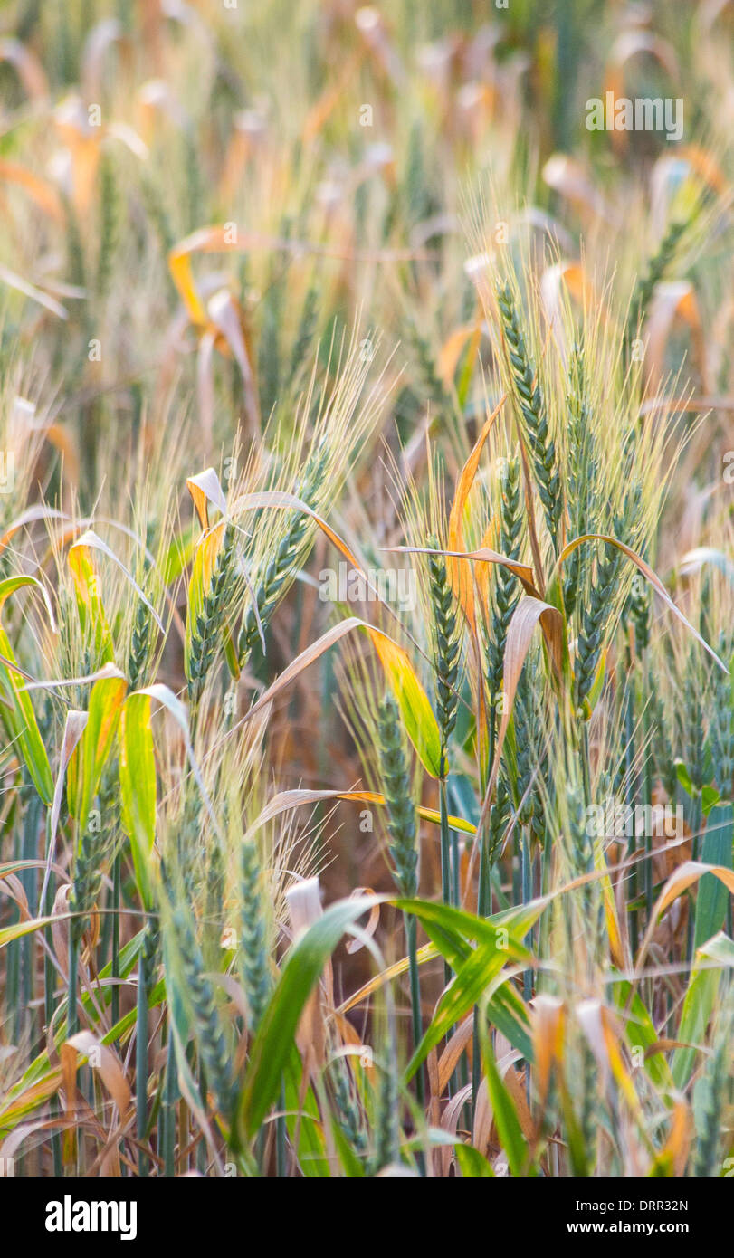 Wheat field australia nsw hi-res stock photography and images - Alamy