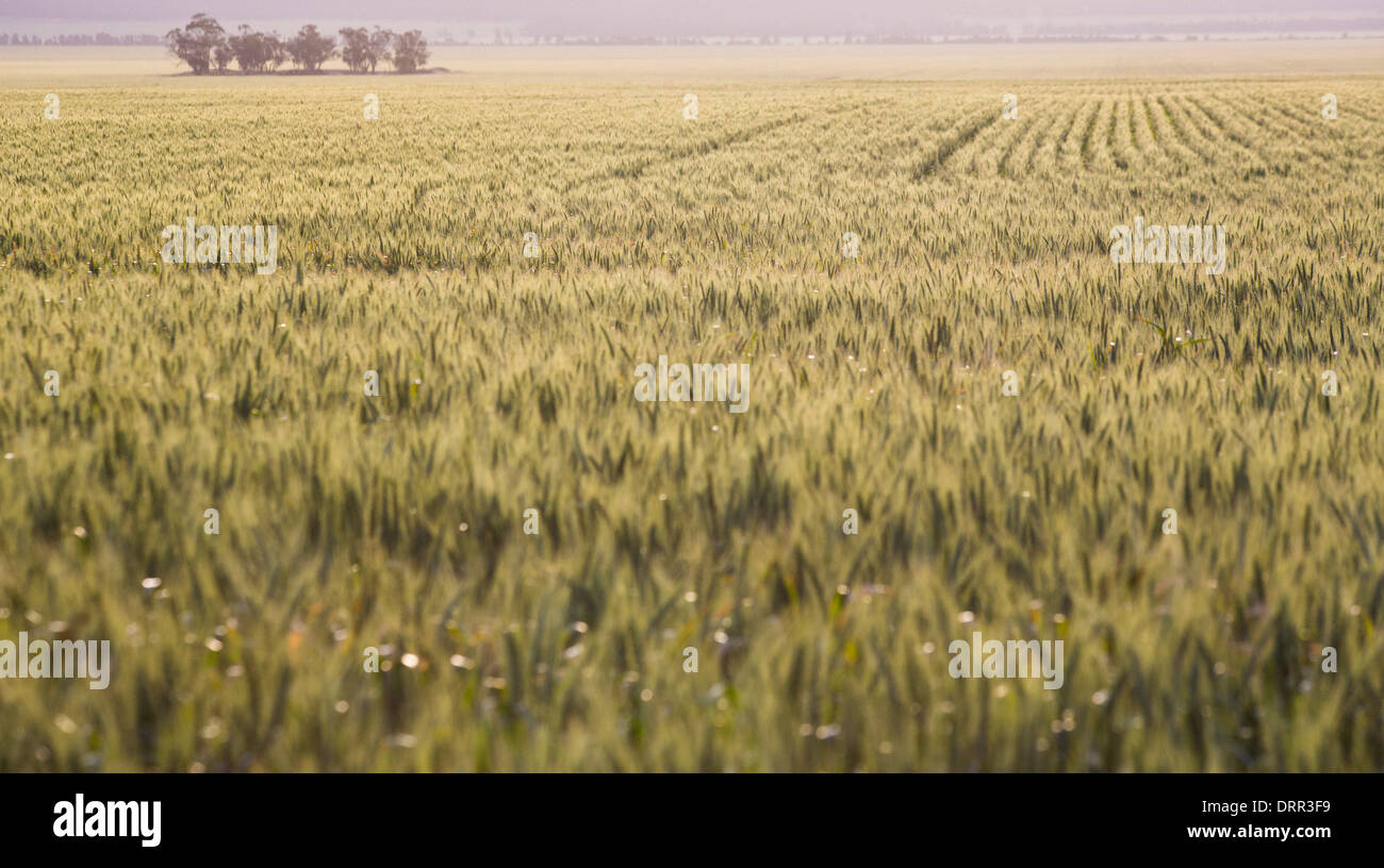 Fields of wheat in warm afternoon light, growing near Griffith, NSW ...