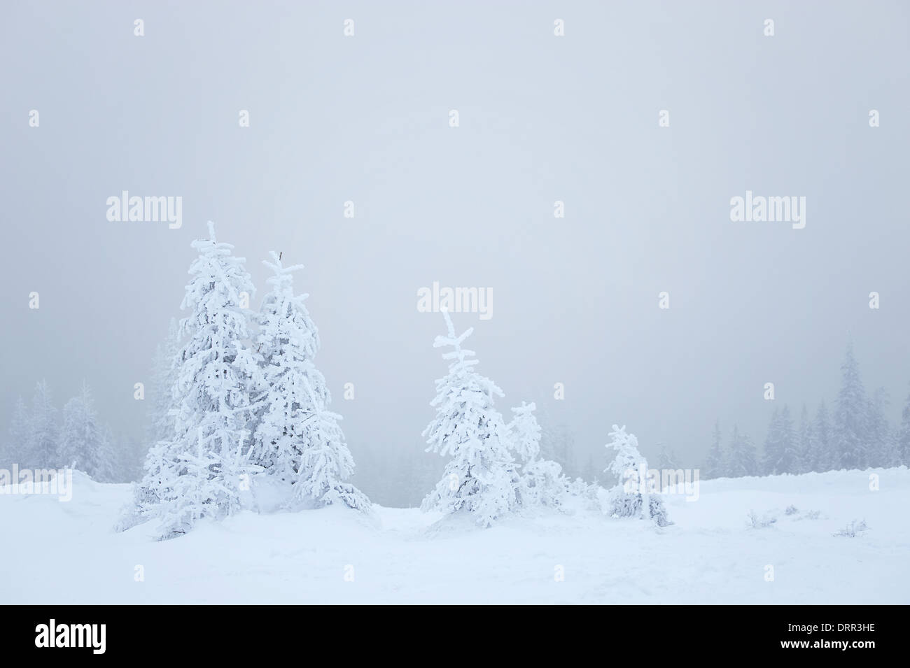 winter fir trees Stock Photo - Alamy