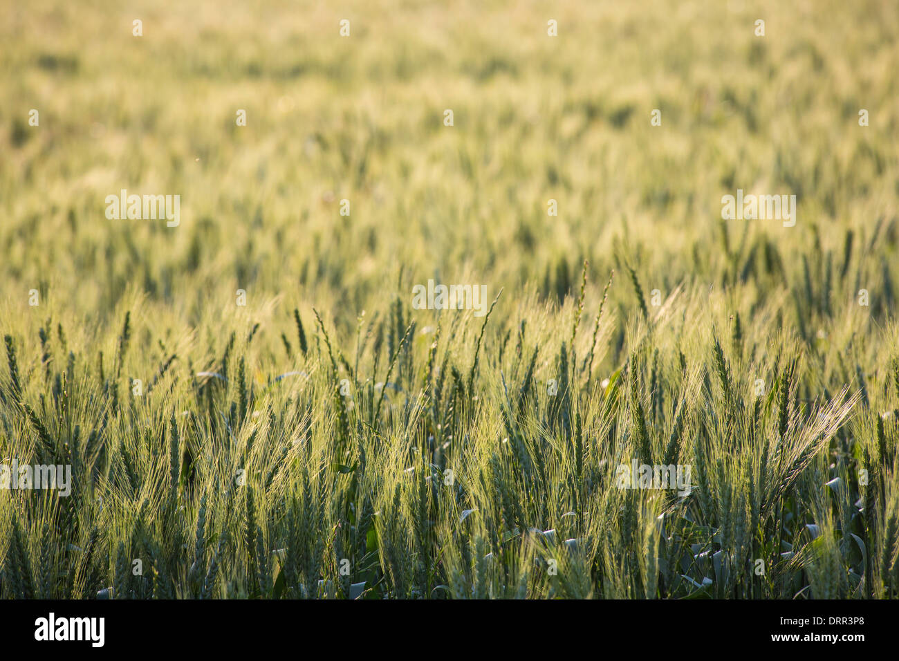 Australian wheat harvest hi-res stock photography and images - Alamy