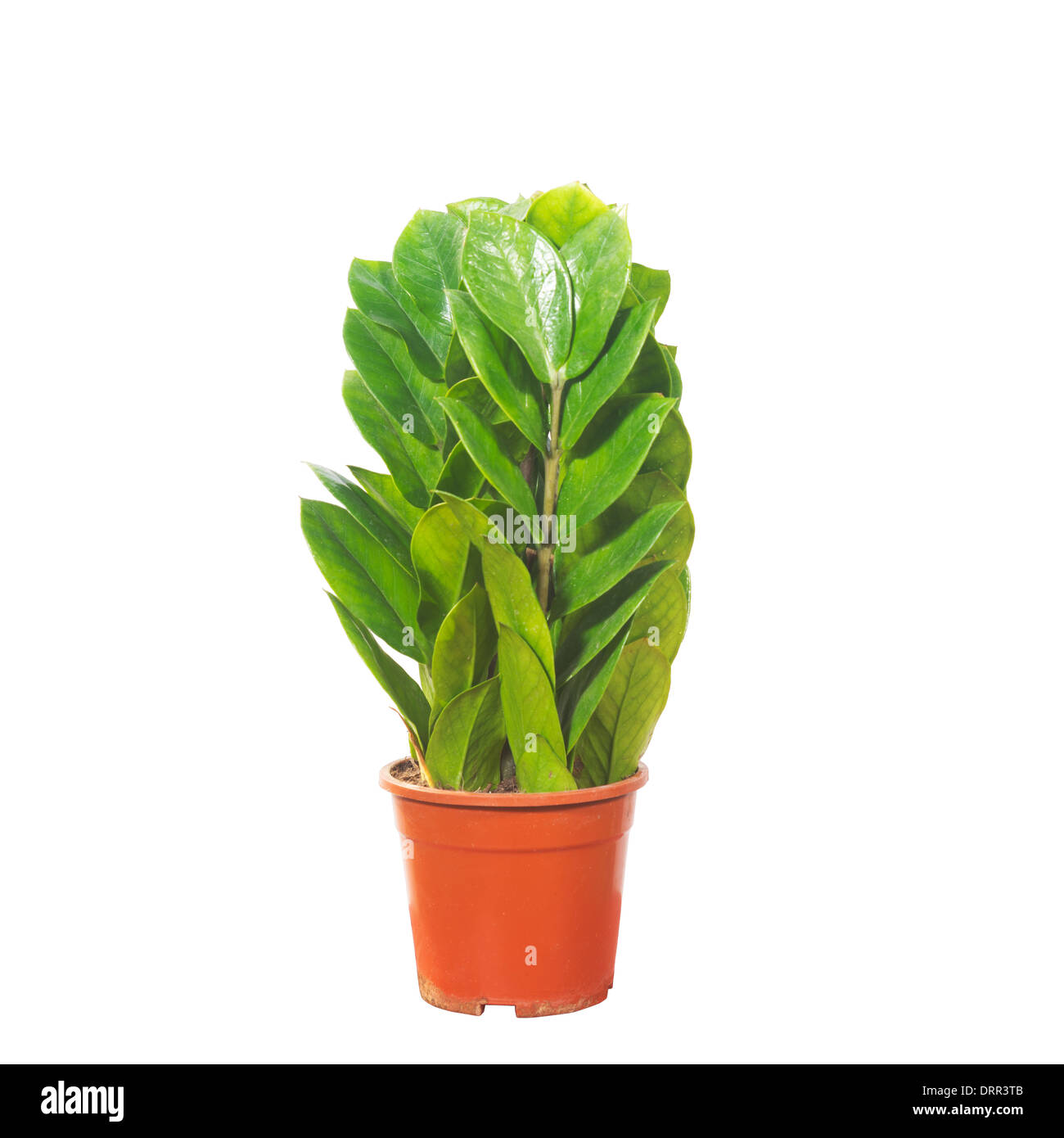 Potted plants isolated in white to the background Stock Photo - Alamy