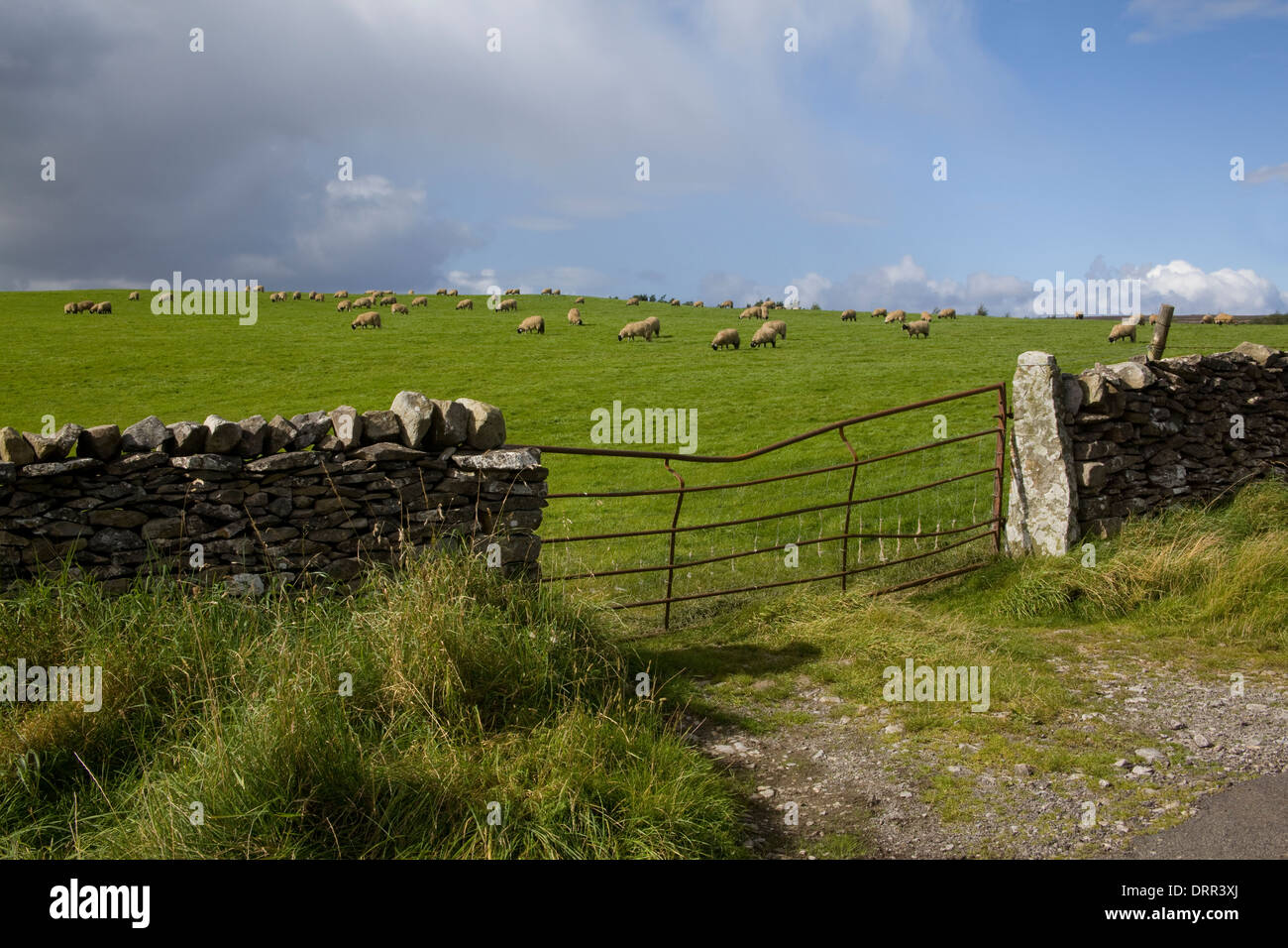 Dry Stone Wall Sheep High Resolution Stock Photography and Images - Alamy