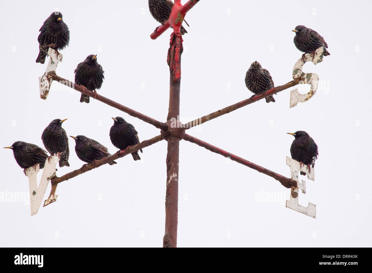 Wind vane bird hi-res stock photography and images - Alamy