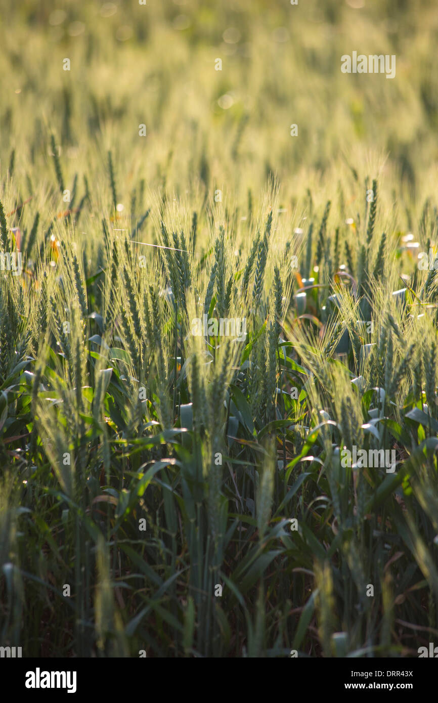 Australian wheat harvest hi-res stock photography and images - Alamy