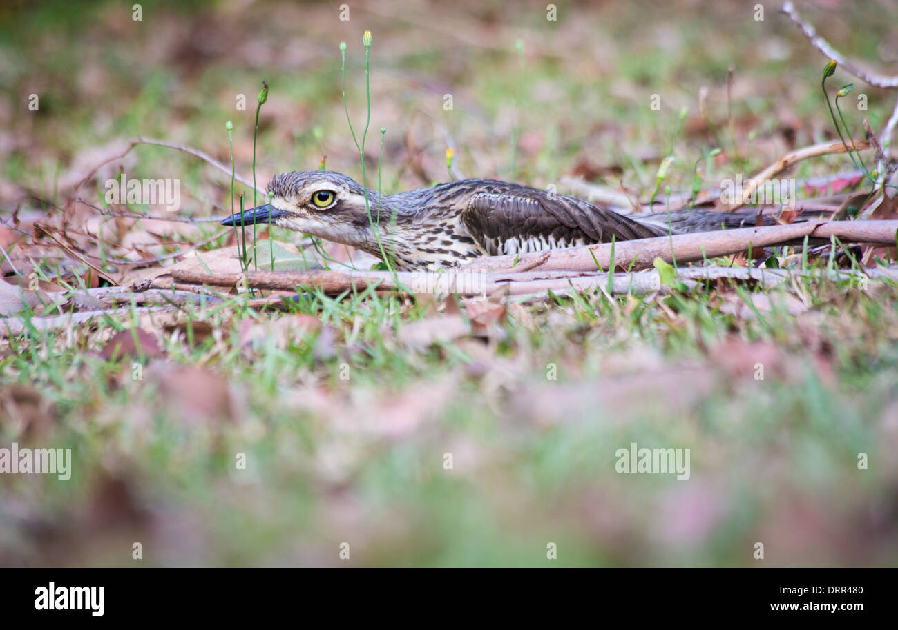 Camouflaged Bush Stone-curlew, Burhinus grallarius, sitting on a nest ...
