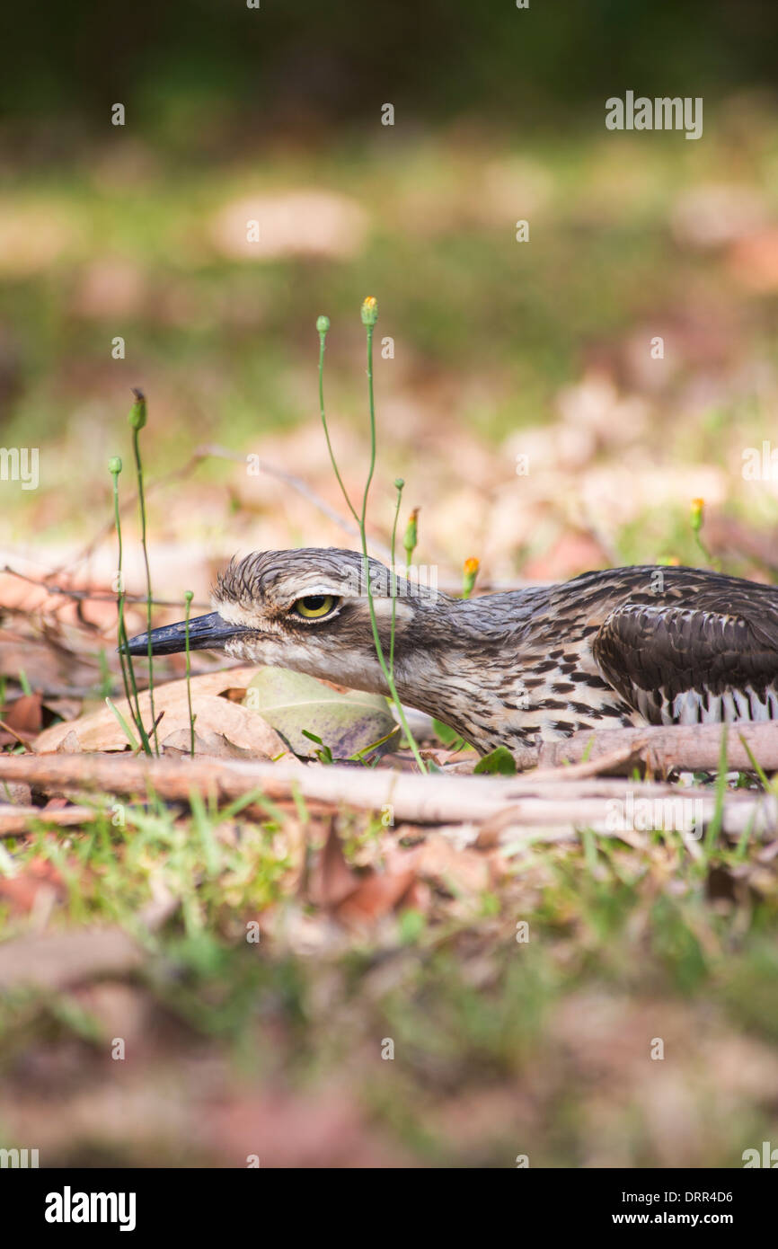 Camouflaged Bush Stone-curlew, Burhinus grallarius, sitting on a nest ...