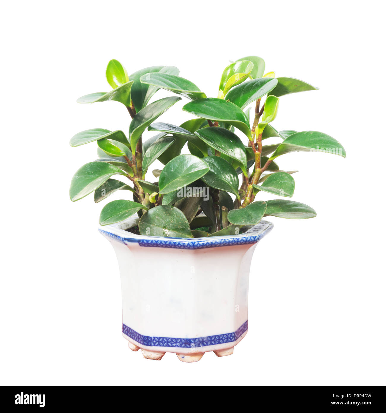 Potted plants isolated in white to the background Stock Photo - Alamy