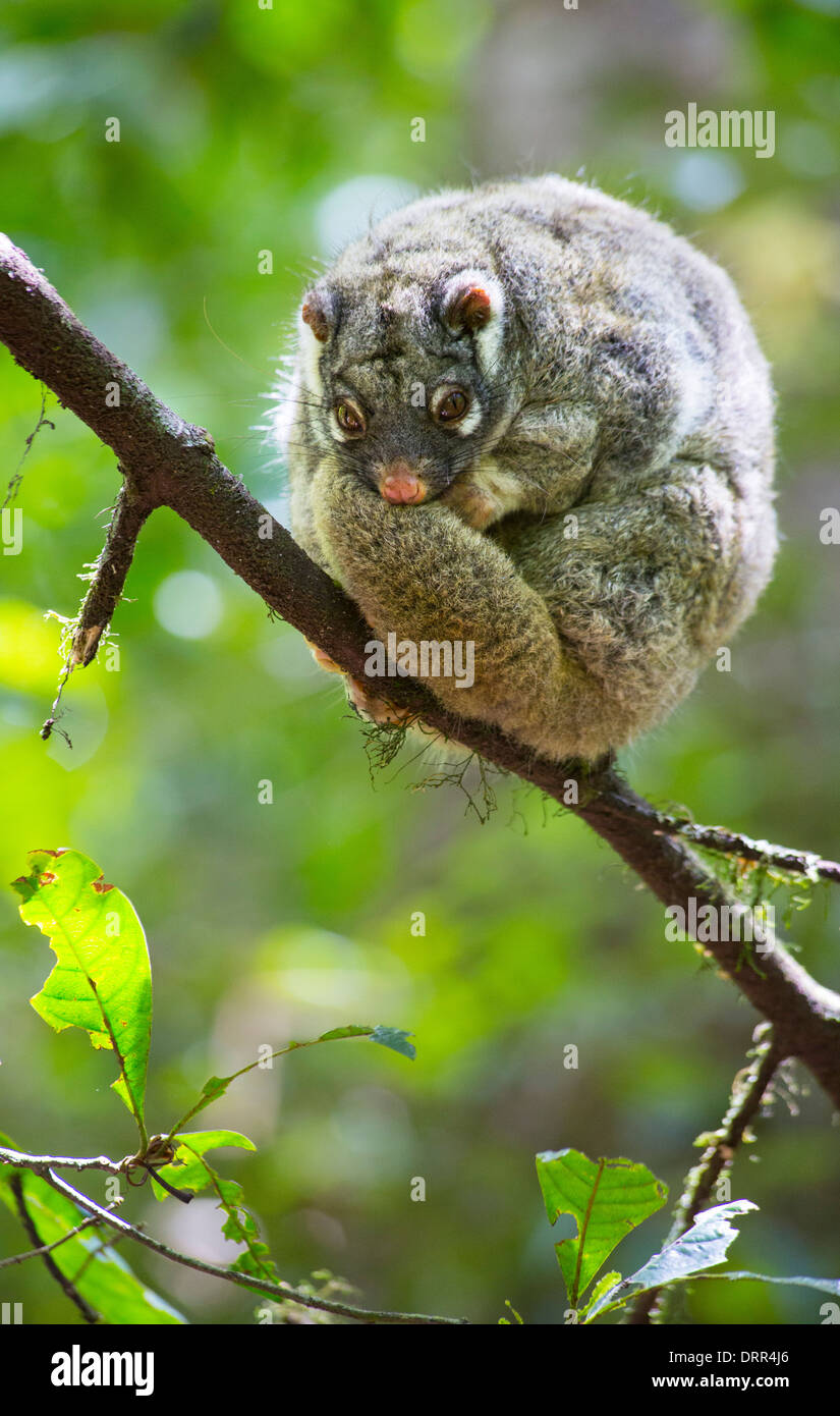 Ringtail possum tree hi-res stock photography and images - Alamy
