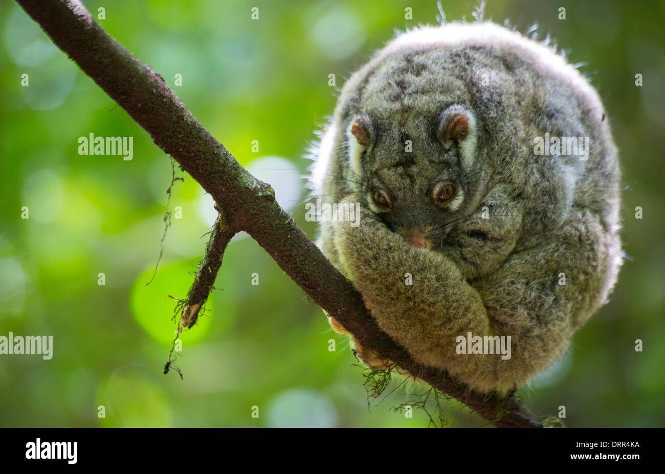 Green Ringtail Possum (Pseudocheirus archeri), Mt Hypipamee National ...