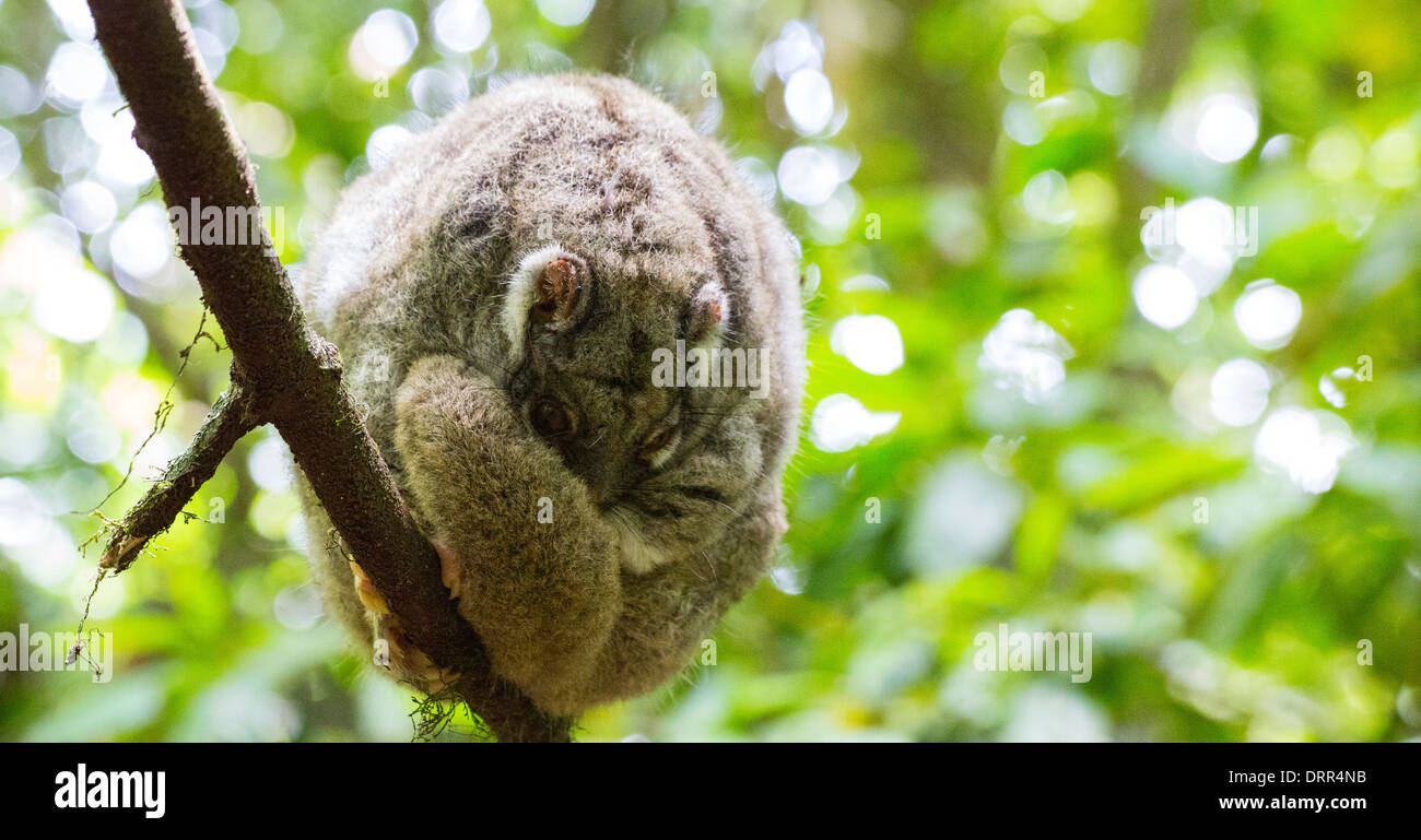 Ringtail possum tree hi-res stock photography and images - Alamy
