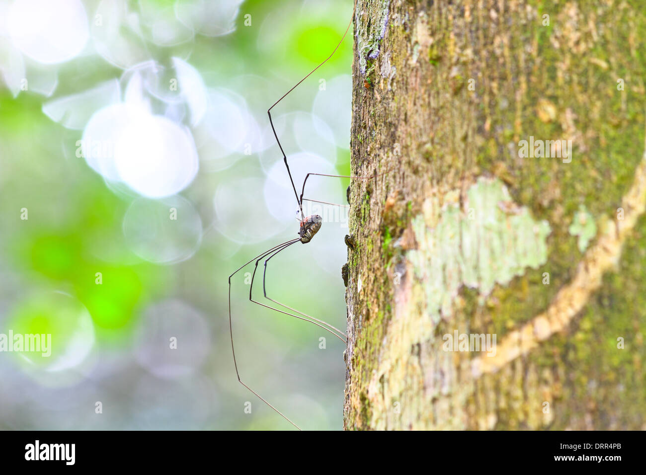 Close up daddy long legs spider hi-res stock photography and images - Alamy