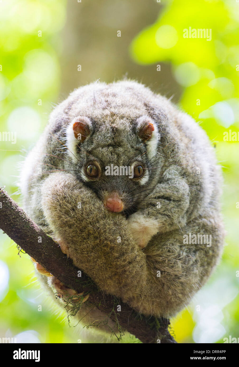 Green Ringtail Possum (Pseudocheirus archeri), Mt Hypipamee National ...