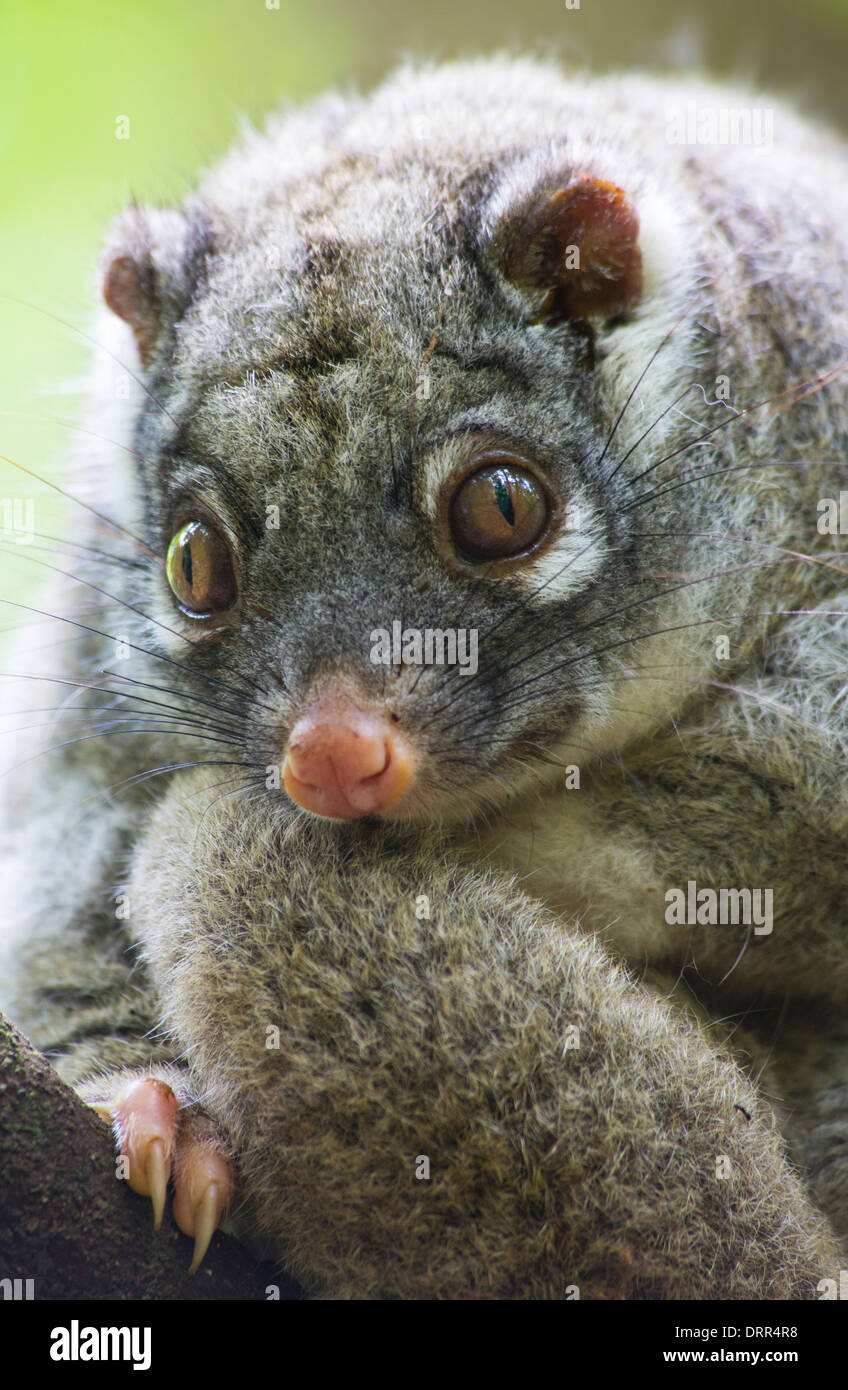 Ringtail possum hi-res stock photography and images - Alamy