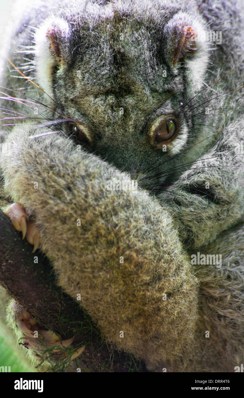 Green Ringtail Possum (Pseudocheirus archeri), Mt Hypipamee National ...
