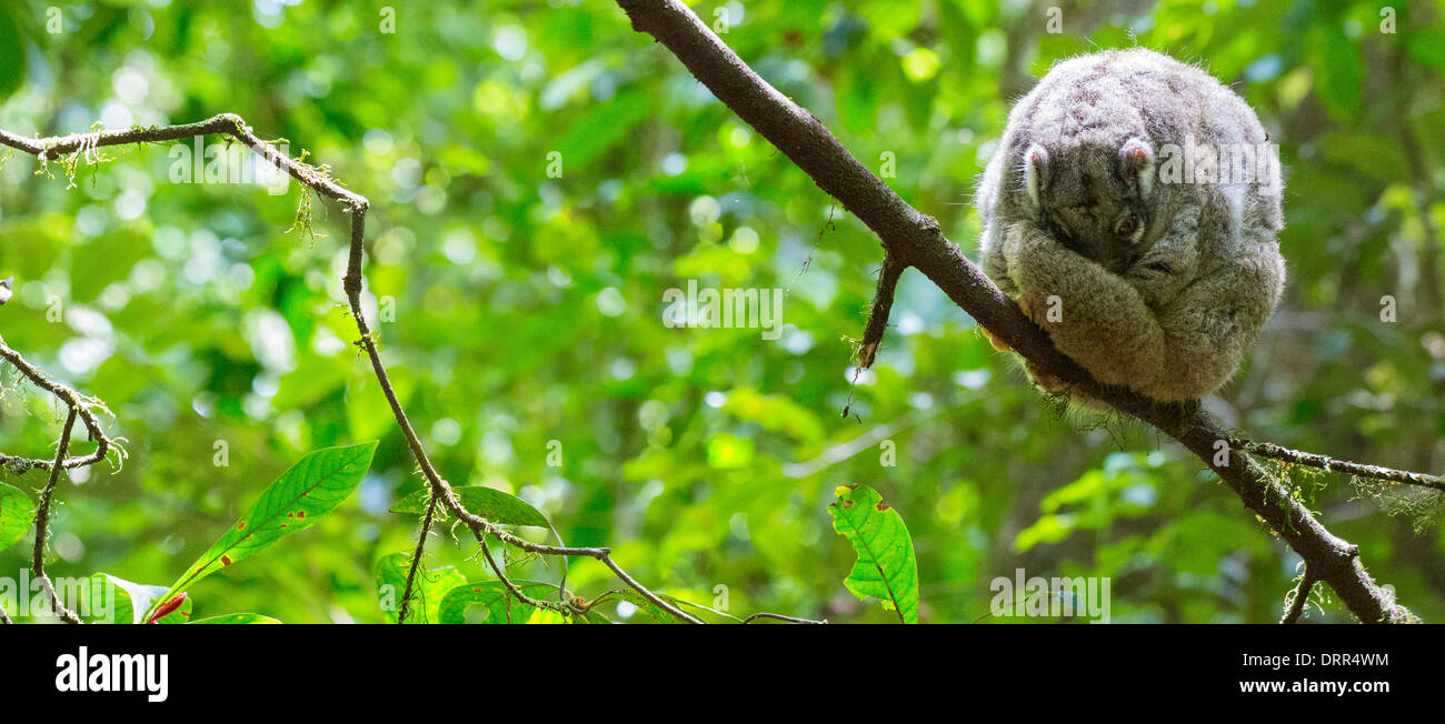 Green Ringtail Possum (Pseudocheirus archeri), Mt Hypipamee National ...