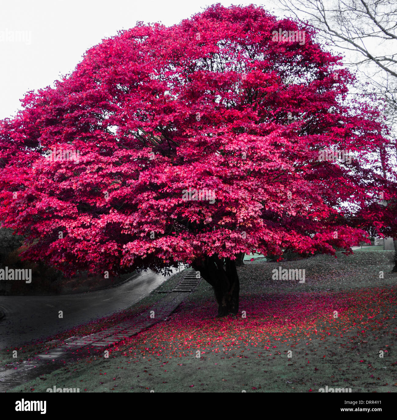 Intense red leaves hi-res stock photography and images - Alamy