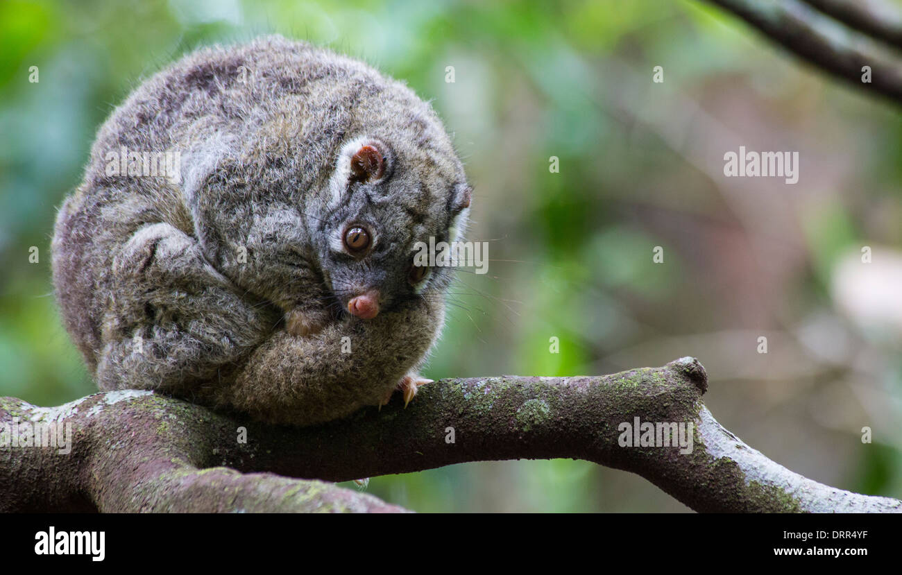 Green Ringtail Possum (Pseudocheirus archeri), Mt Hypipamee National ...