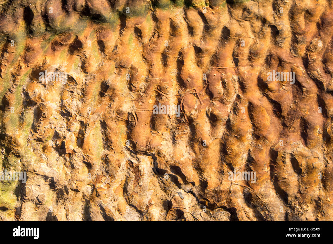 Fossilised beach ripples in sandstone on the Northumberland coast near ...