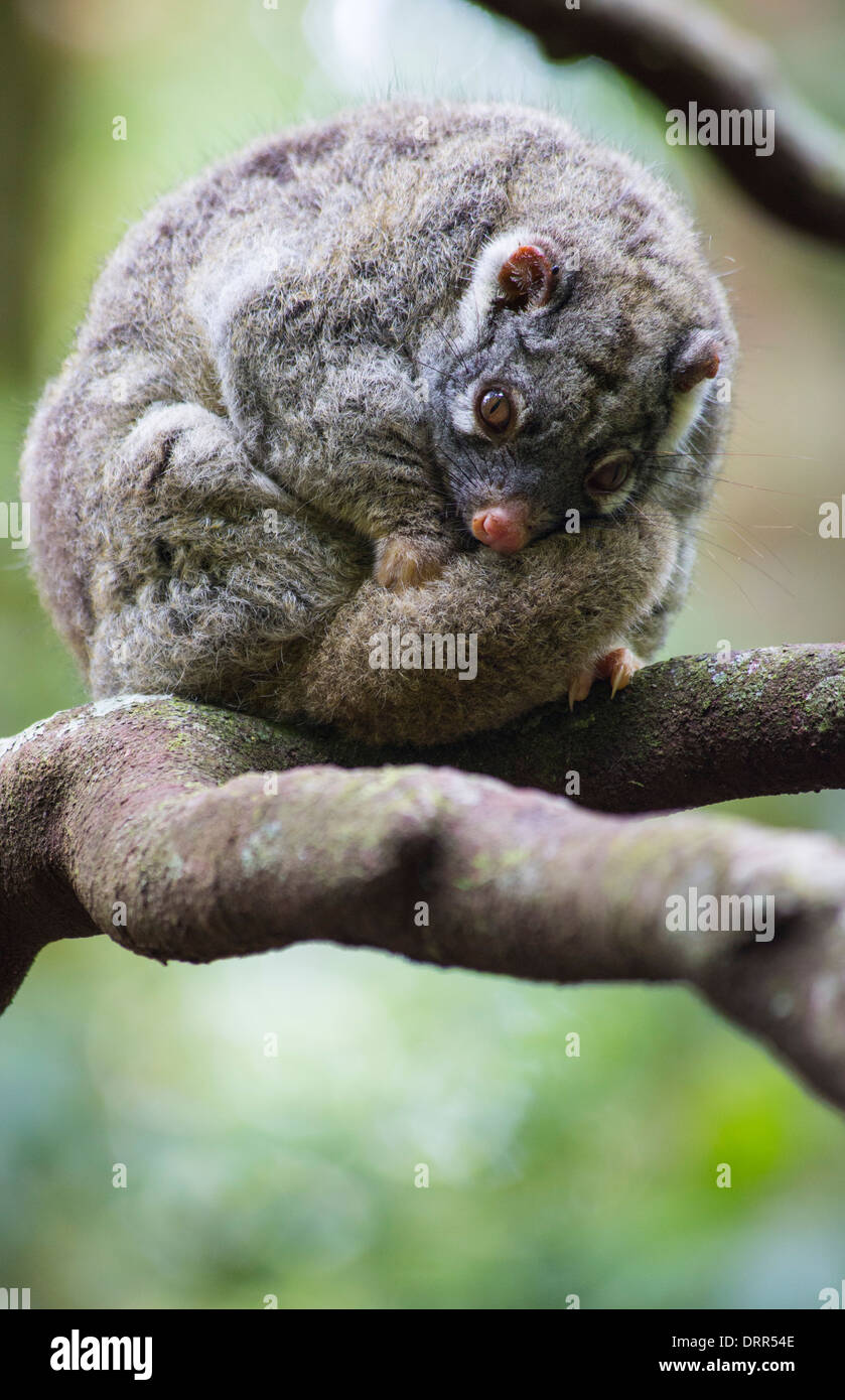 Green Ringtail Possum (Pseudocheirus archeri), Mt Hypipamee National ...
