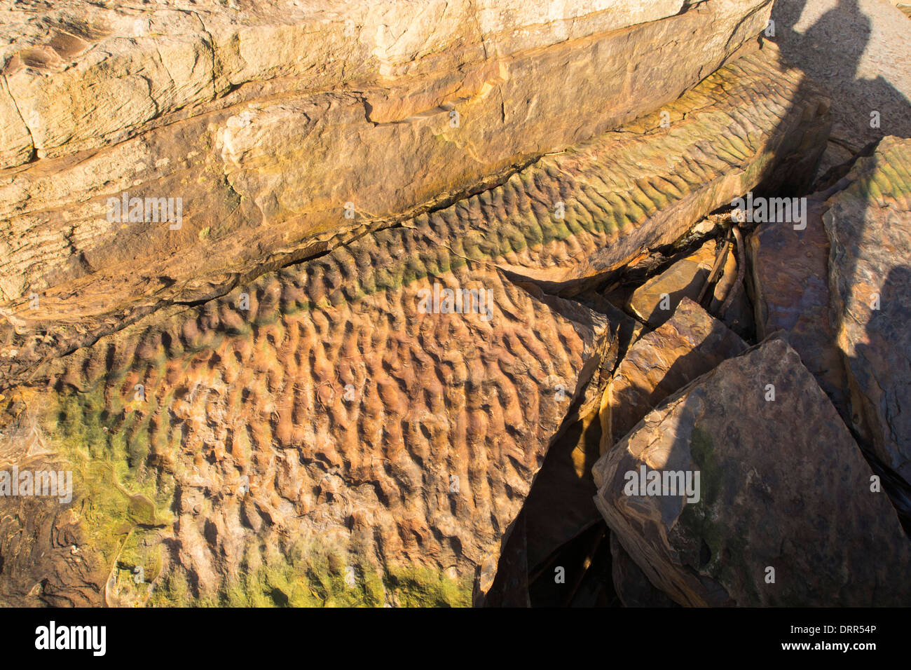 Fossilised beach ripples in sandstone on the Northumberland coast near ...