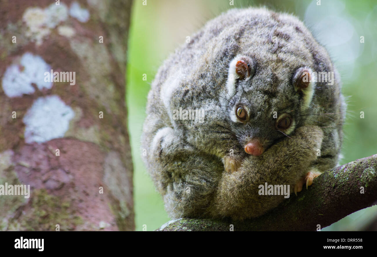 Green Ringtail Possum (Pseudocheirus archeri), Mt Hypipamee National ...