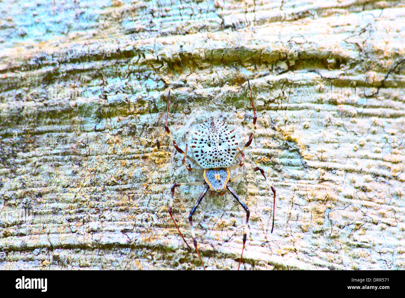white spider is staying in web on tree Stock Photo - Alamy