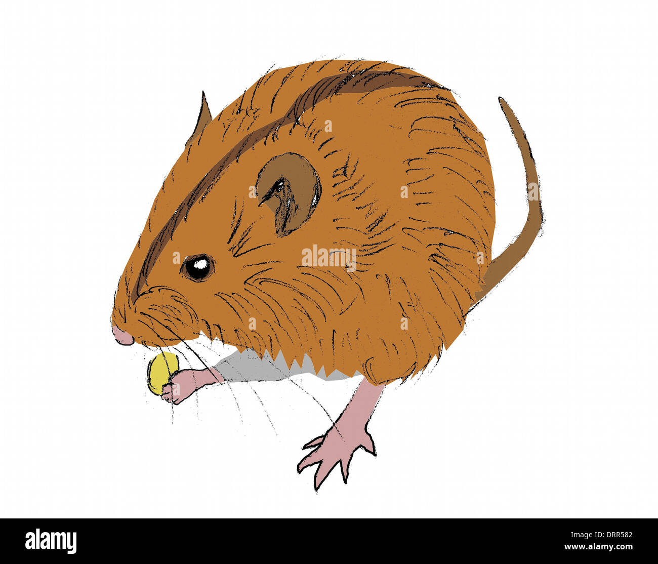Field mouse burrow hi-res stock photography and images - Alamy