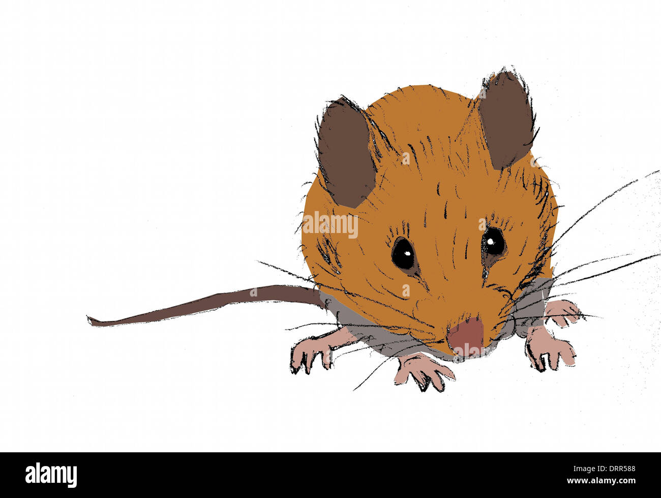 Illustration of wood mouse Stock Photo - Alamy