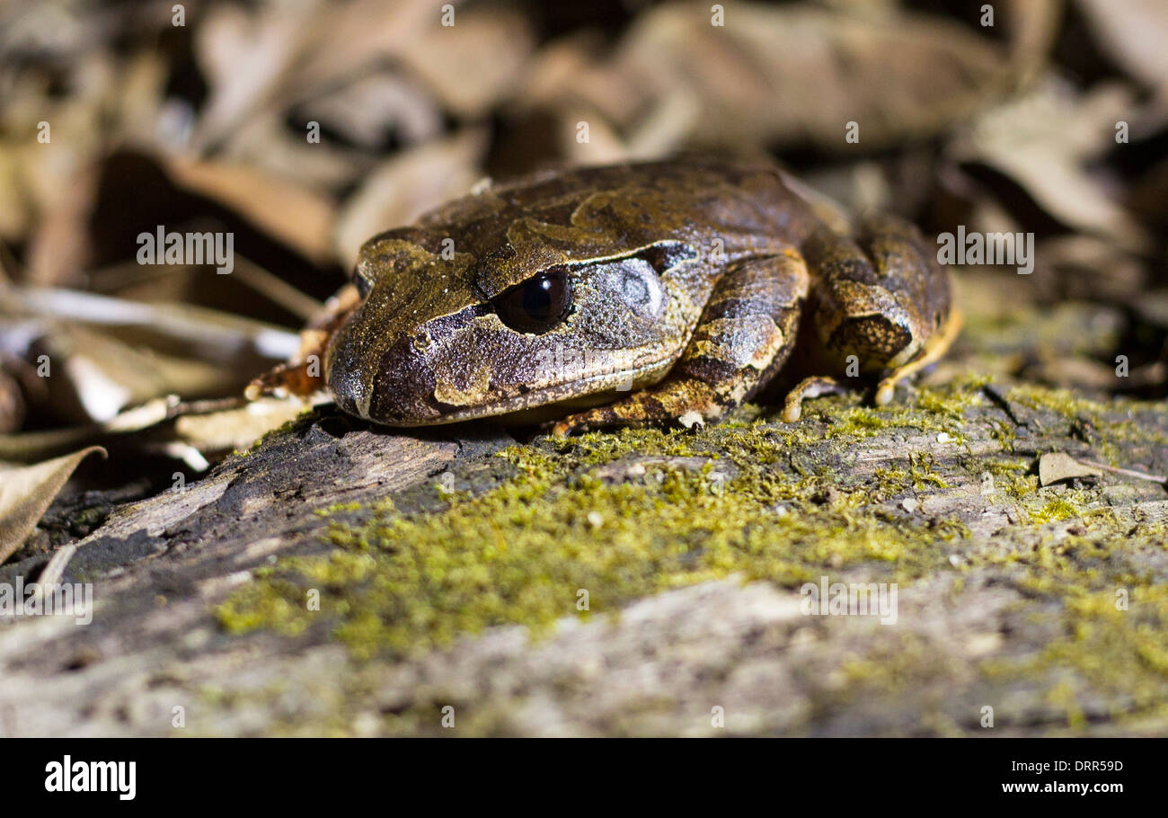 Northern barred frog hi-res stock photography and images - Alamy
